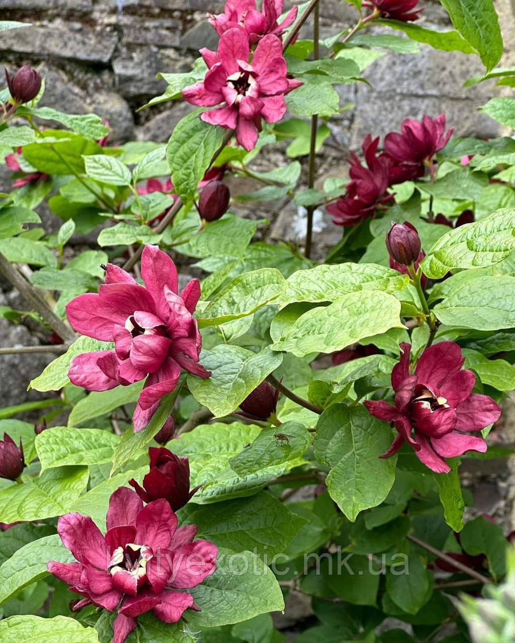Калікант "Hartlage wine". Calycanthus floridus "Hartlage wine".: продаж ...