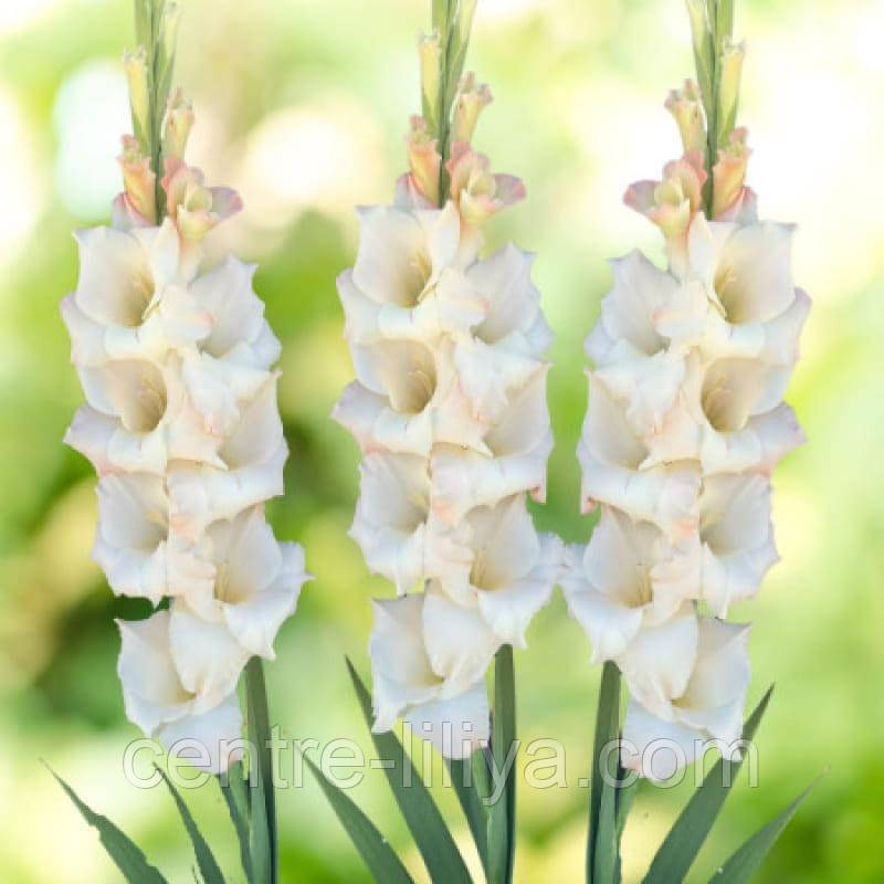 Гладіолус Cream Perfection 14/16: продаж, ціна у Миргороді. Насіння і ...