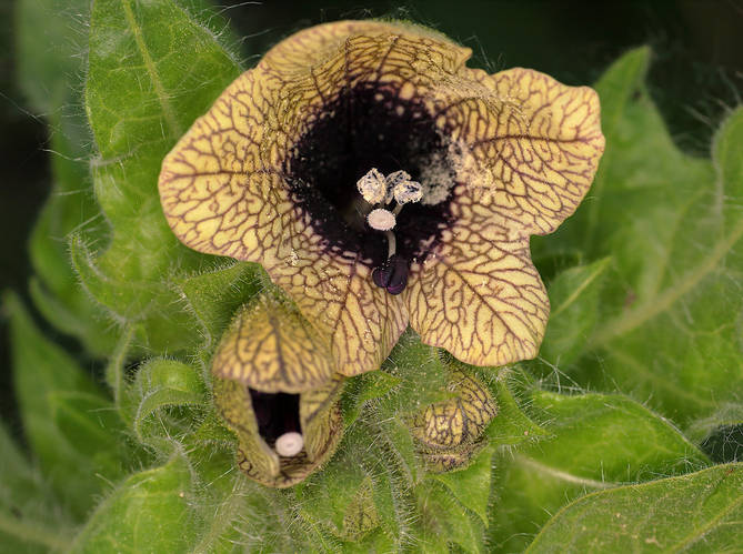 Насіння блекота чорна, Hyoscyamus niger 10 шт/уп (ID#2151013201), ціна ...