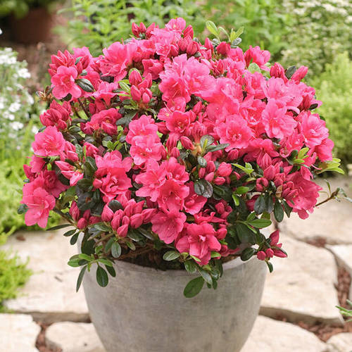 Азалія 3-річна japonica Canzonetta в горщику (ID#2189879627), ціна: 362 ...