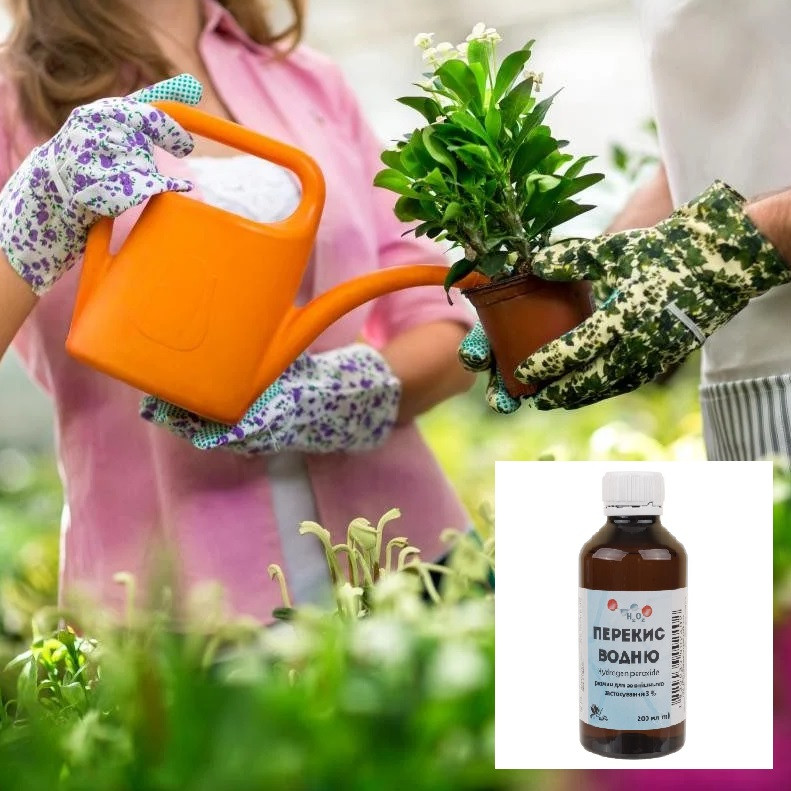 Перекись водню в садовому господарстві: застосування та користь