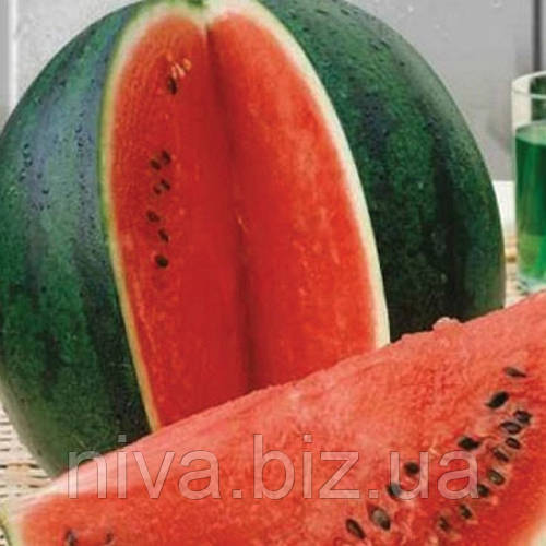 Шуга Бейбі насіння кавуна GSN-Semences 10 г, ціна: 57.50 ₴, купити на ...