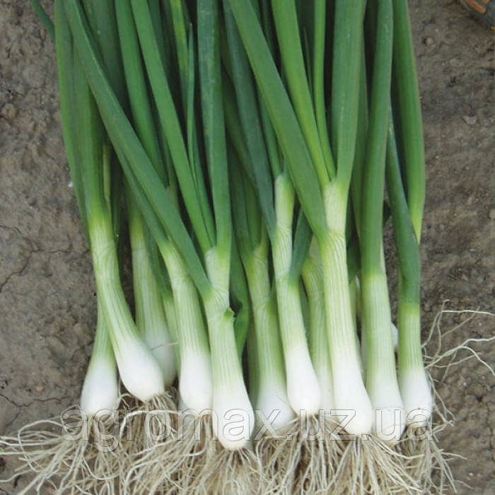 Лук Параде F1 Parade F1 семена 10000 шт Bejo - купить по лучшей цене в Закарпатской области от ...