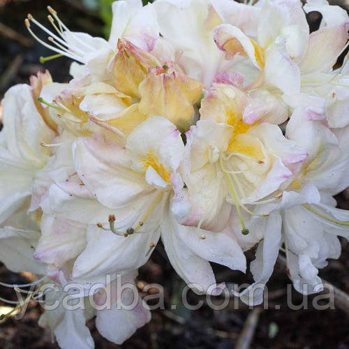 Азалія японська Сайлер Слиппа (контейнер 0,5 л) (ID#2244797174), ціна ...