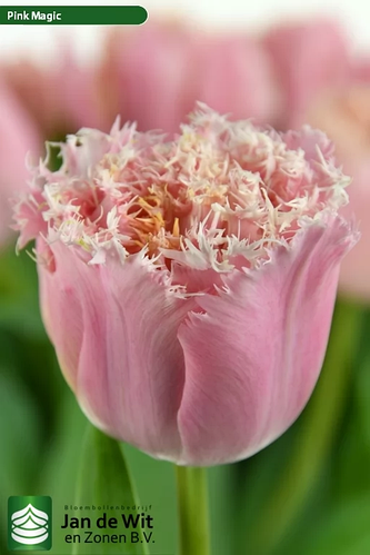 Тюльпан Ft. Pink Magic размер 11/12 (ID#2340915528), цена: 25.70 ...