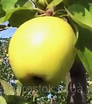 Купити Яблуня Голден Делішес Смуті. (М. 9). Зимовий сорт. Однорічний у ...