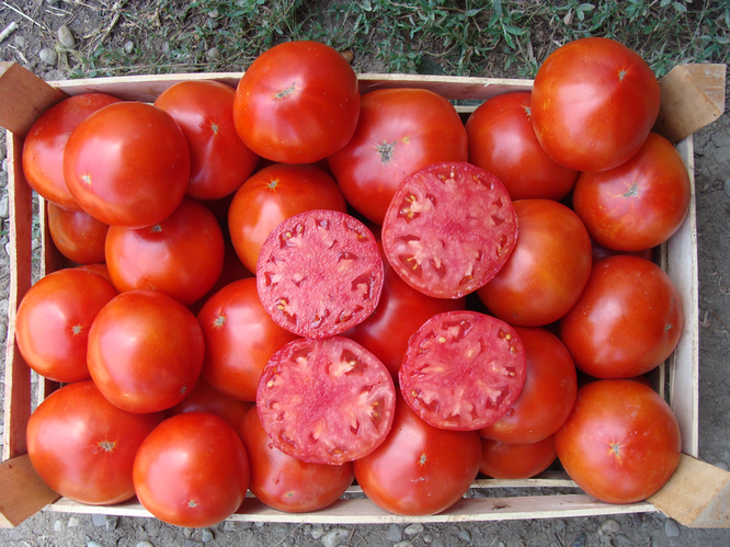 Семена томата Бобкат F1 (Bobcat F1) Syngenta 1000 (ID#1330125656), цена ...