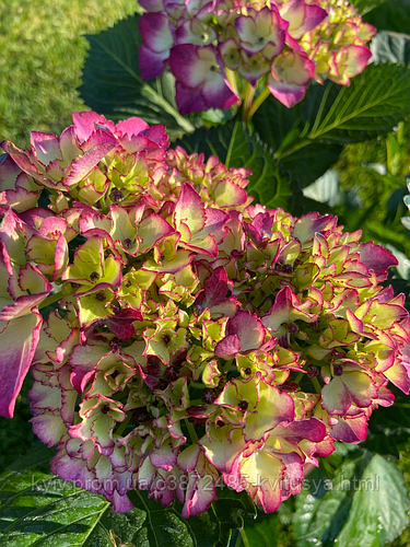 Гортензія Baladia purple (Баладія Перпл) фіолетова, крупнолистна, 4-х річна (ID#2198043812 ...