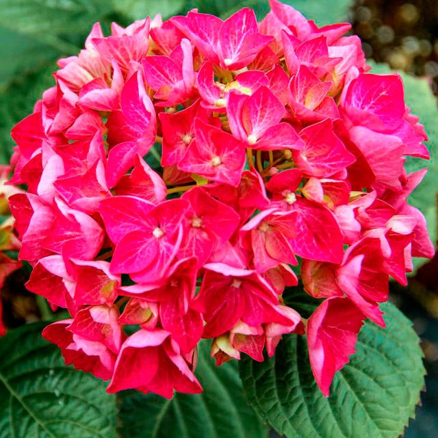 Купить Саженцы Гортензии крупнолистной Ред Сенсейшен (Hydrangea macrophylla Red Sensation) P9 ...