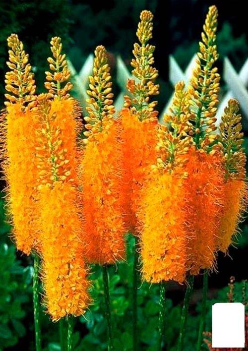 Еремус "Rexona" 1 шт. в пакованні (ID#1934567362), ціна: 165 ₴, купити ...