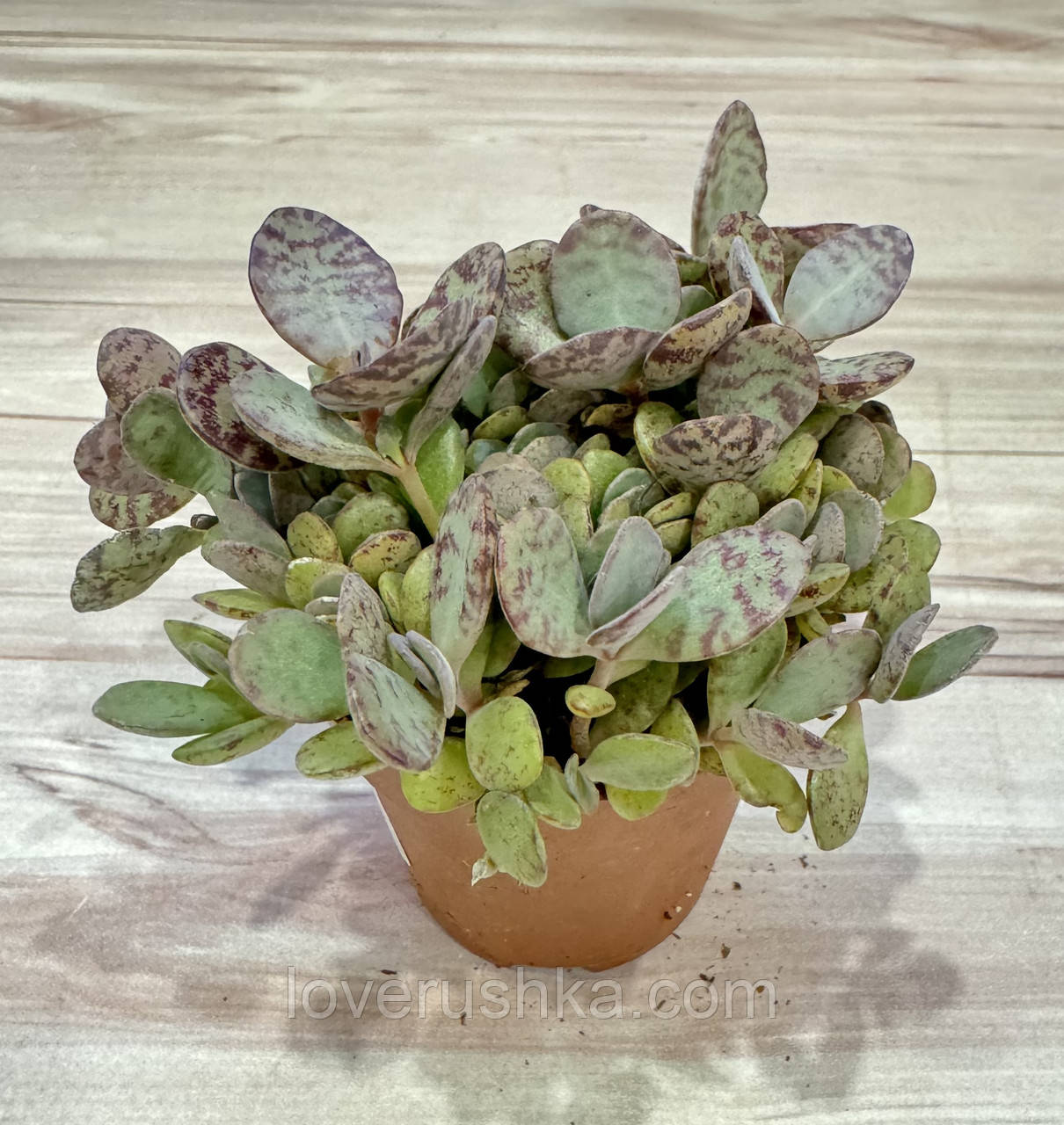 Каланхоэ мраморное Kalanchoe marmorata Суккулент Комнатное растение (ID ...