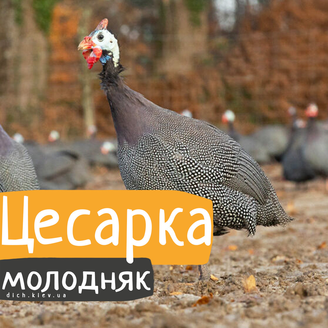 Цесарка сіро-крапчаста (ID#72444280), ціна: 60 ₴, купити на Prom.ua