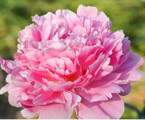 Півонія травяниста махрова Lady Pink (кореневище 3-4 бруньки) (ID ...