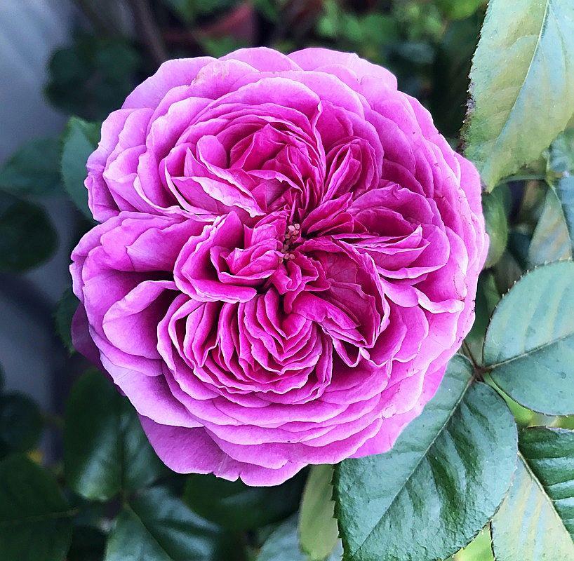 Троянда Hector (Гектор): продаж, ціна у Черкаській області. Розсада і ...