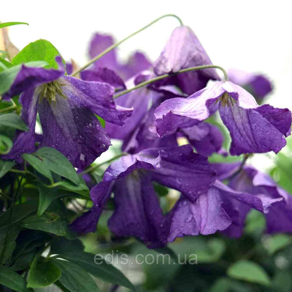 Клематис Little Bas, цена: 265 ₴, купить на Prom.ua
