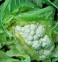 Капуста цвітна Каспер РЦ (Casper RZ) F1. Упаковка 1 000 насінин. (ID ...