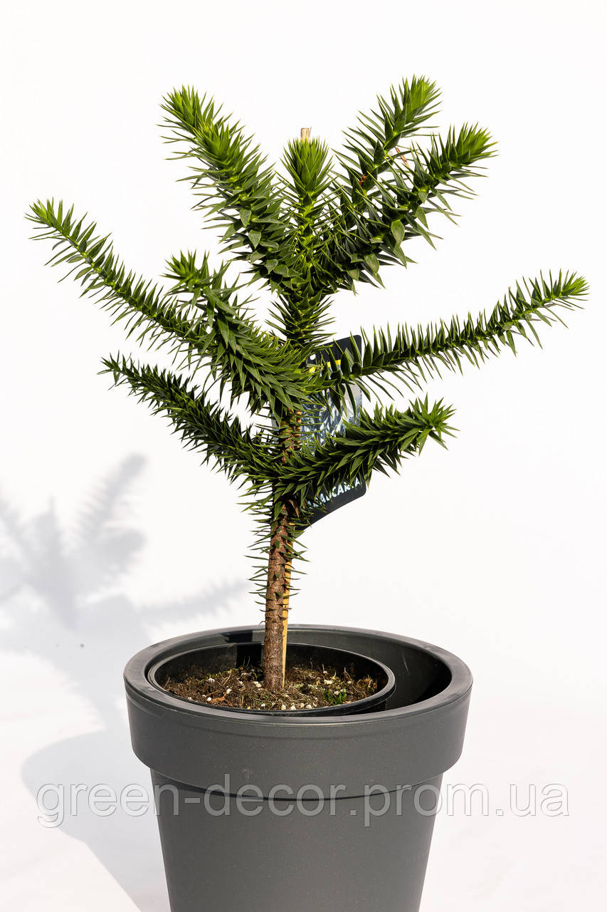 Араукария чилийская Araucaria araucana /h40 (ID#2317852909), цена: 2220 ...