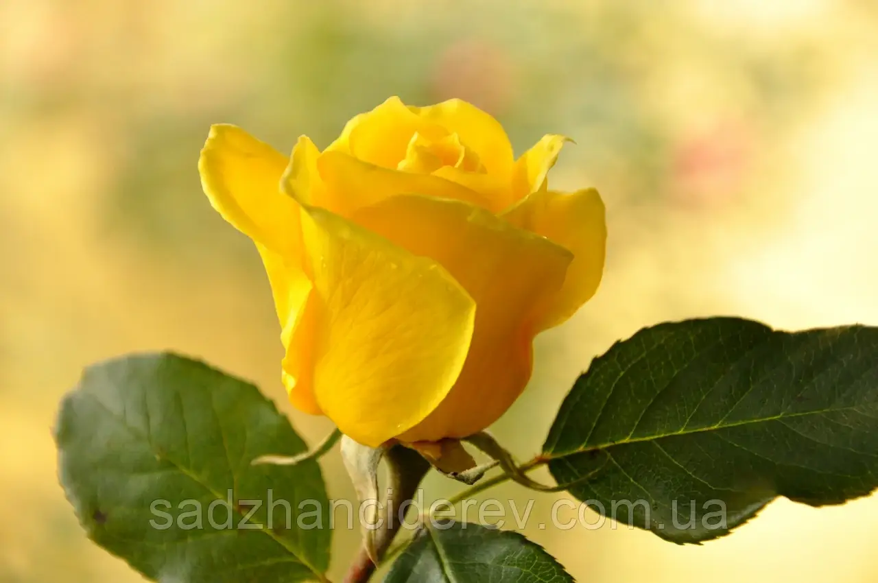 Саженцы роз Керн (Kern, Керіо). Саженцы лучшего качества! Оптовые цены ...