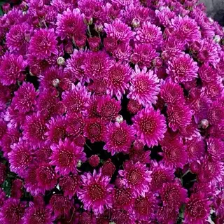 Хризантема мультифлора Diva Violet (10 горщик, 25-30 см, з квітами) (ID ...