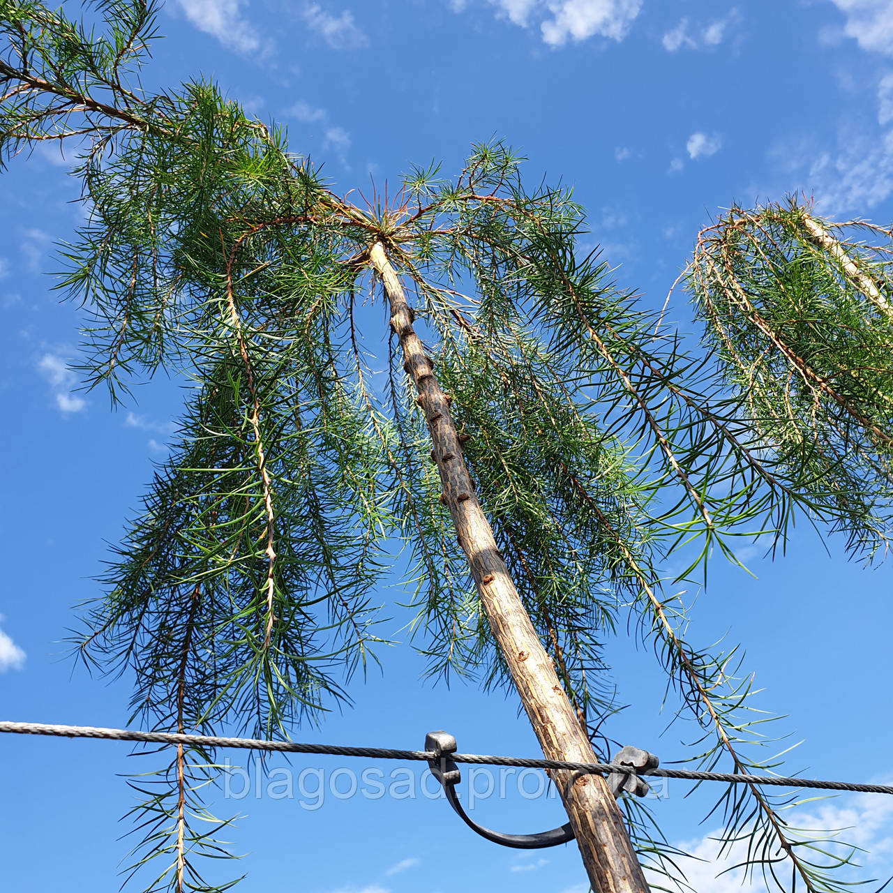 Лиственница Steef Weeper (Стиф Випер) привита на штамбе, h=1,9-2,1 м ...