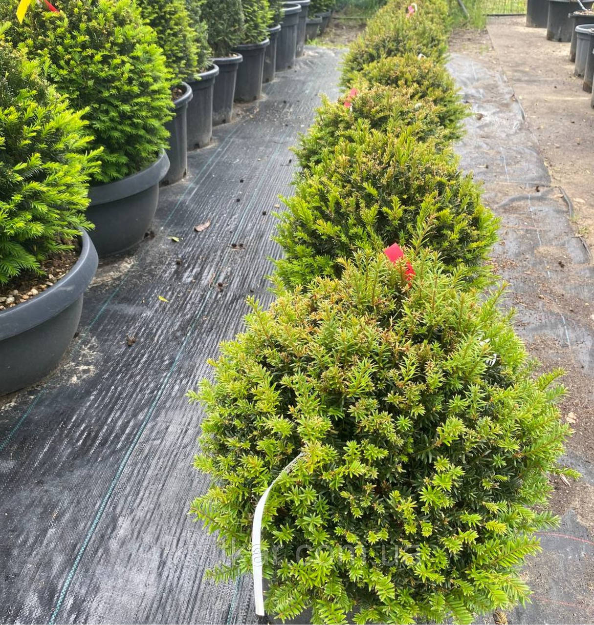 Тис ягодный Шар Taxus Baccata C20 D.35-40 PALLA (ID#691924794), цена ...
