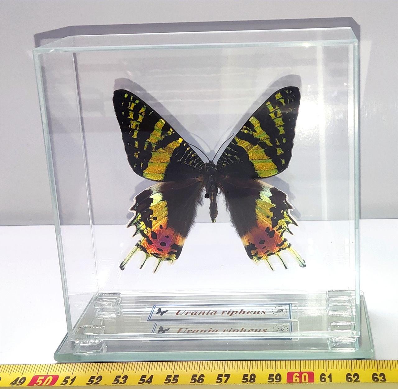Настоящая бабочка в стеклянном кубе, urania ripheus сувенир, подарок ...