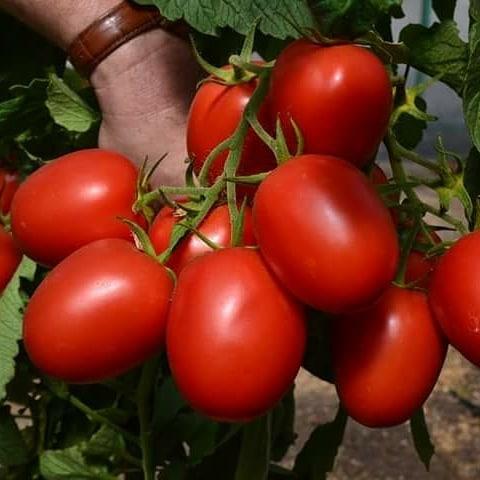 Заказать Семена Томмата ЧІБЛІF1 / CHIBLI F1-Syngenta-20шт с доставкой ...