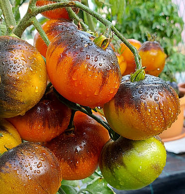 Семена Томат индетерминантный Бизон Желтый 10 семян Поиск, цена: 20 ...