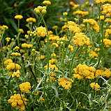 Насіння Лонас однорічний Inodora, lonas annua 10 шт/уп: продаж, ціна у ...