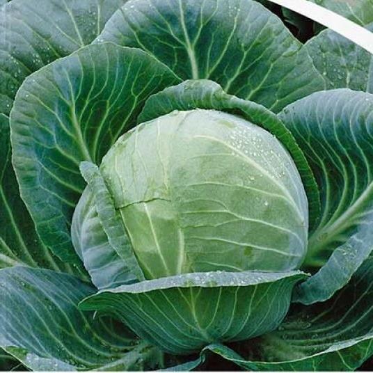 Капуста Амтрак F1, 20 нас., цена: 32 ₴, купить на Prom.ua