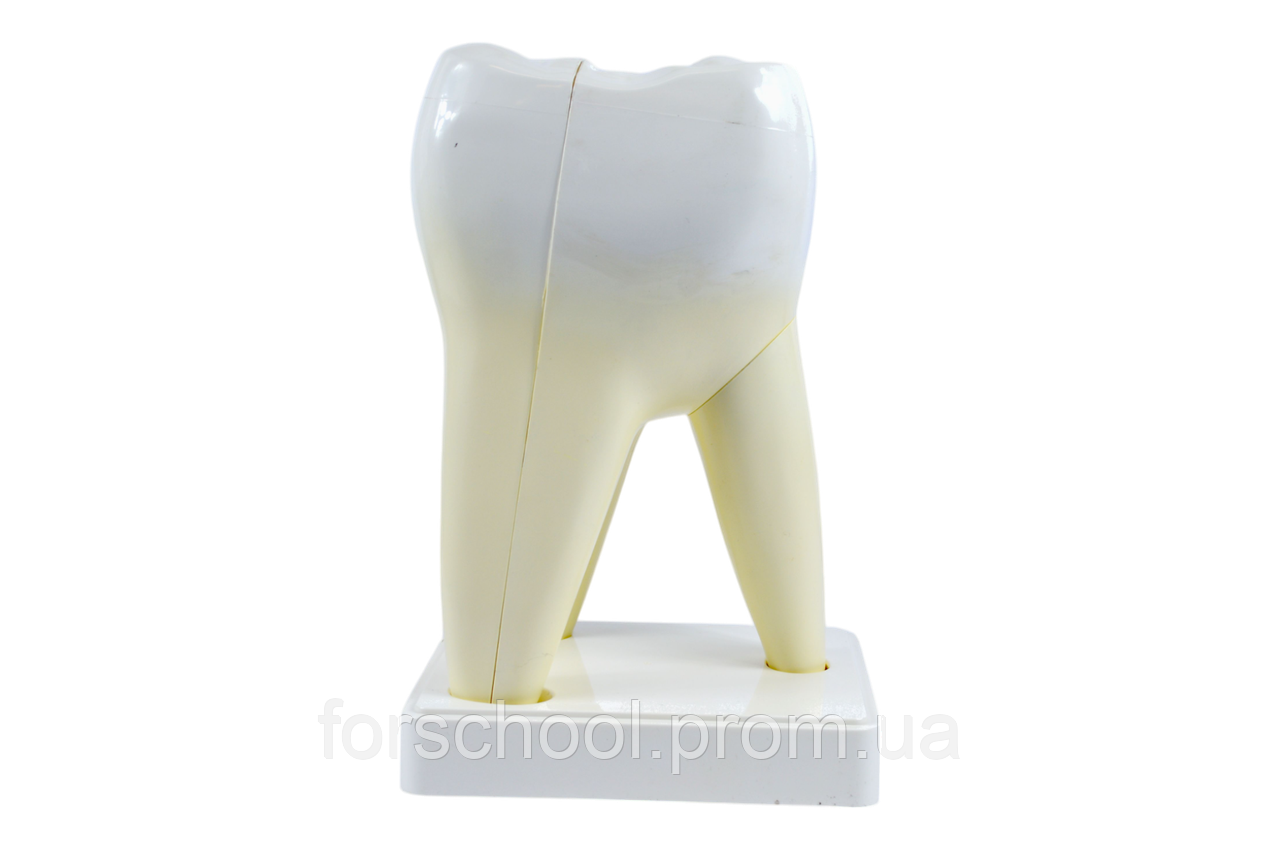 Модель Будова зуба людини, ціна: 6500 ₴, купити на Prom.ua