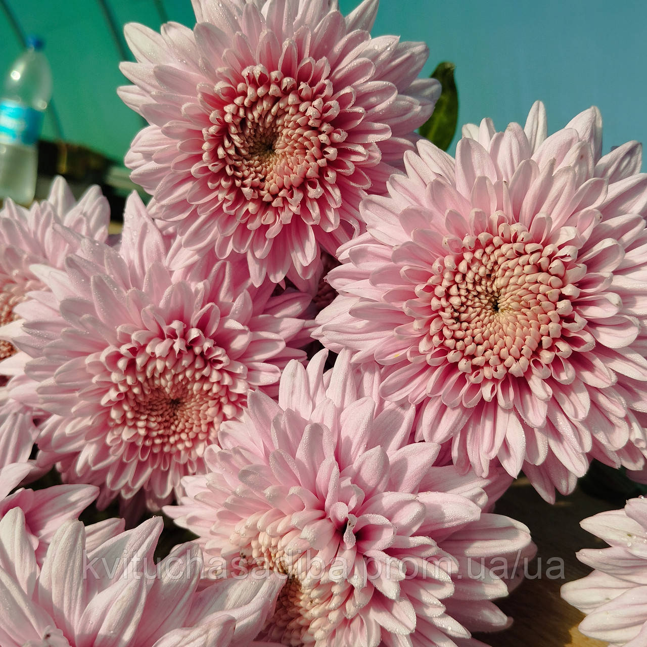 Хризантема Гомпі Пінк, маточне коріння (ID#2422553430), ціна: 30 ...