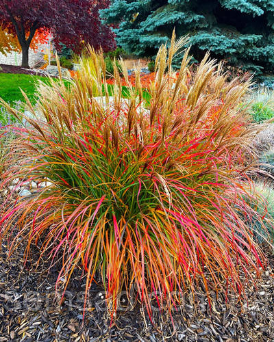 Міскантус К'ют Ван Новинка карликовий \ Miscanthus sinensis Cute One ...