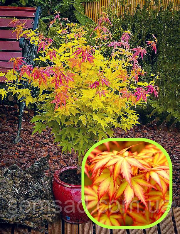 Клен пальмолистный Оранж Дрим \ acer pal. 'orange dream' ( саженцы 2 ...