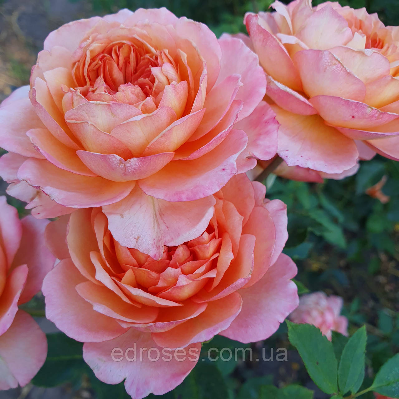 Андре Тюрка (Andre Turcat): продажа, цена в Киевской области. Рассада и ...