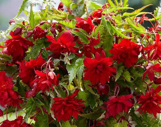 Бегония pendula red клубни 5-6 розмір (ID#2441757024), цена: 50 ...