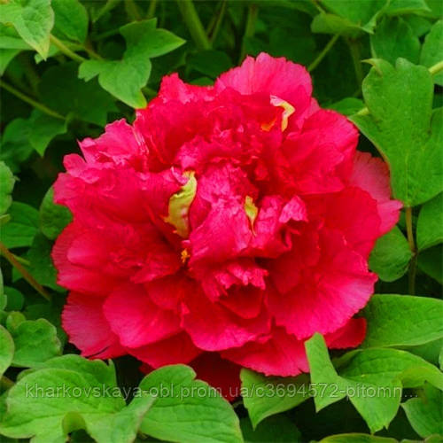 Півонія Burning Colors Ni Hong Huan Cai деревоподібний (Контейнер 0.5 л ...