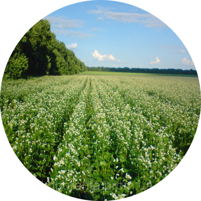 Антарія. Товари та послуги компанії "ДП «Оранта» ТОВ НВМП «Антарія»"