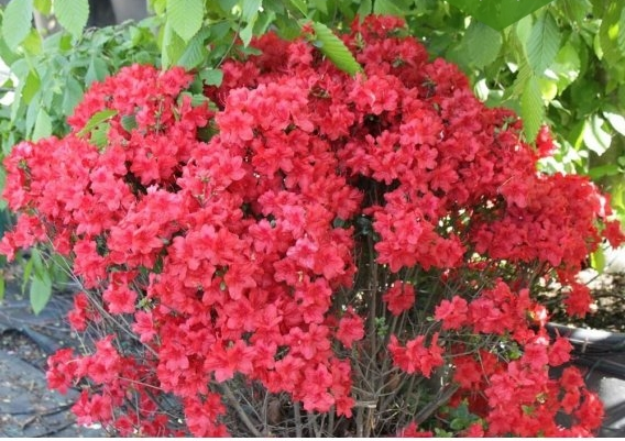 Азалія Стюартсоніан (Stewartstonian) 3-річна: продаж, ціна у Івано ...