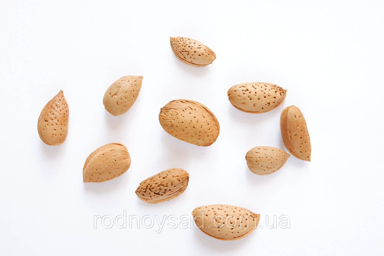 Купить Миндаль горький семена (50 шт) косточка подвой для саженцев в ...