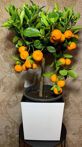 Мандарин | Цитрус Каламондин Calamondin (Citrus mitis) 80 см, ціна ...
