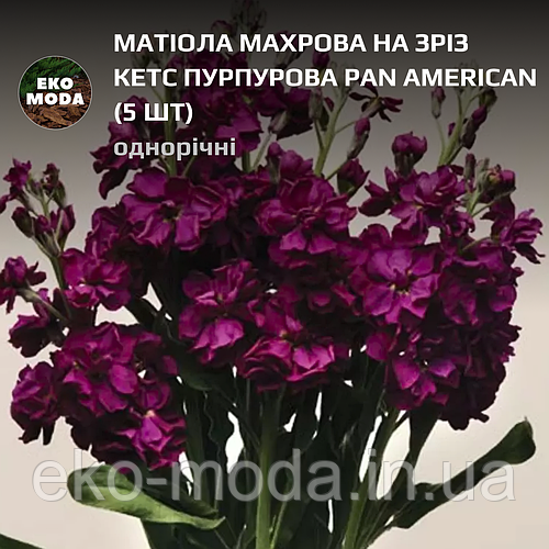 Матиола махровая на срез Кэтс пурпурная Pan American - (5 шт zip-пакет ...