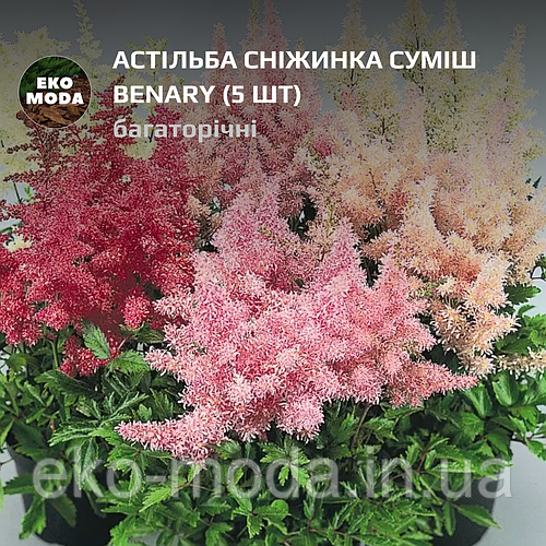 Астильба Снежинка смесь Benary - (5 шт zip-пакет) (ID#2487058376), цена: 33 ₴, купить на Prom.ua