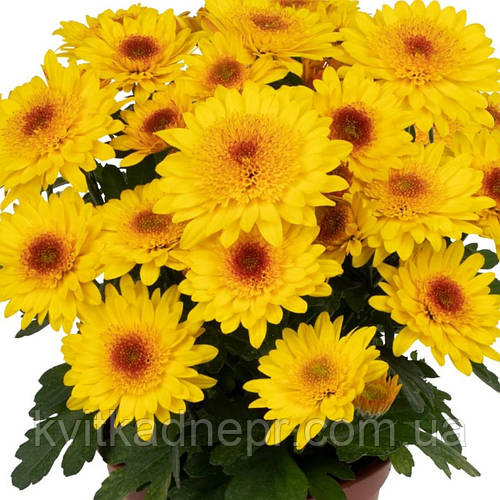 Хризантема середньоквіткова Suntaste Yellow саджанець (ID#2487403360 ...
