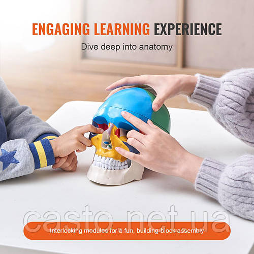 Модель черепа людини VEVOR, анатомічна модель людського черепа з 3 ...