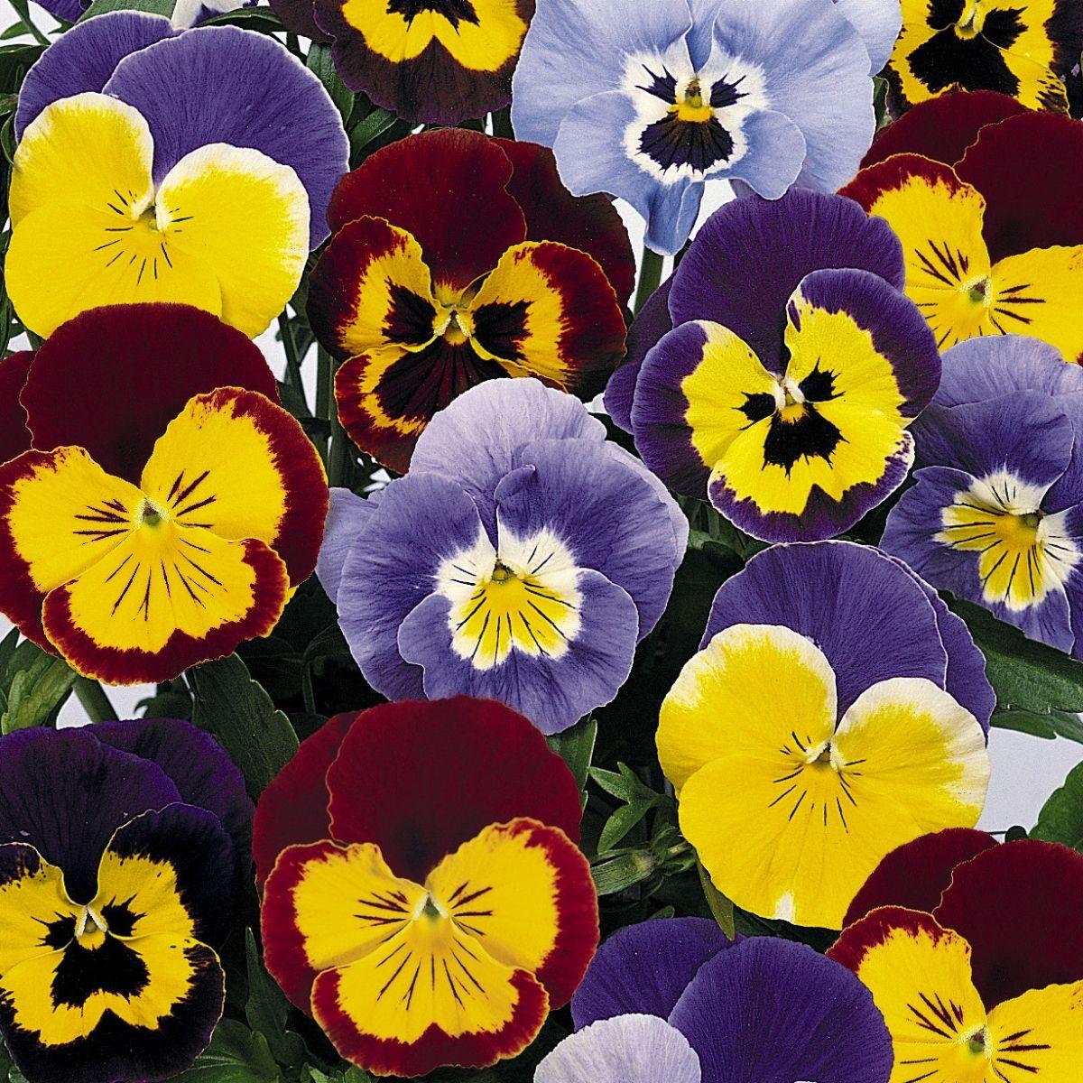 Заказать Віола-віттрока Джокер F1 (Viola wittrockiana Joker F1) — 10 шт ...