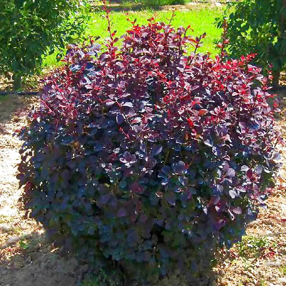 Купить Саженцы Барбариса оттавского Суперба (Superba) Р9 оптом/розница