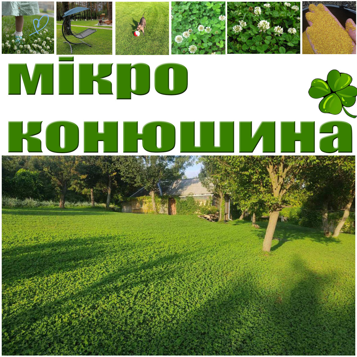 Газон микро-клевер белый ползучий | Купить оптом в Украине от компании ...