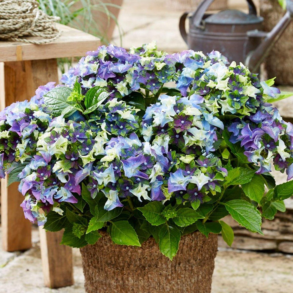 Гортензія Леді Мата Харі Блю / Р17 / Hydrangea Lady Mata Hari Blue ...