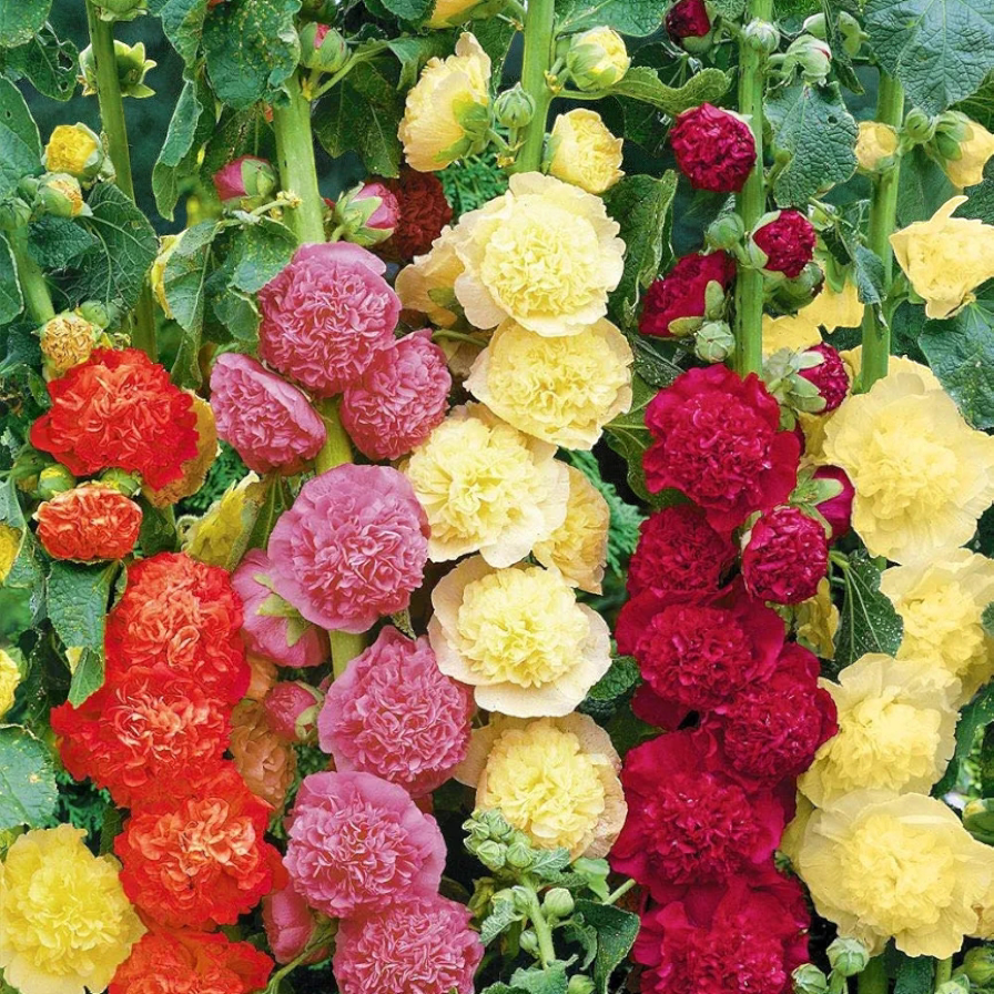 Насіння Мальва махрова Double Terry Mix 10 шт/уп: продаж, ціна у Києві ...